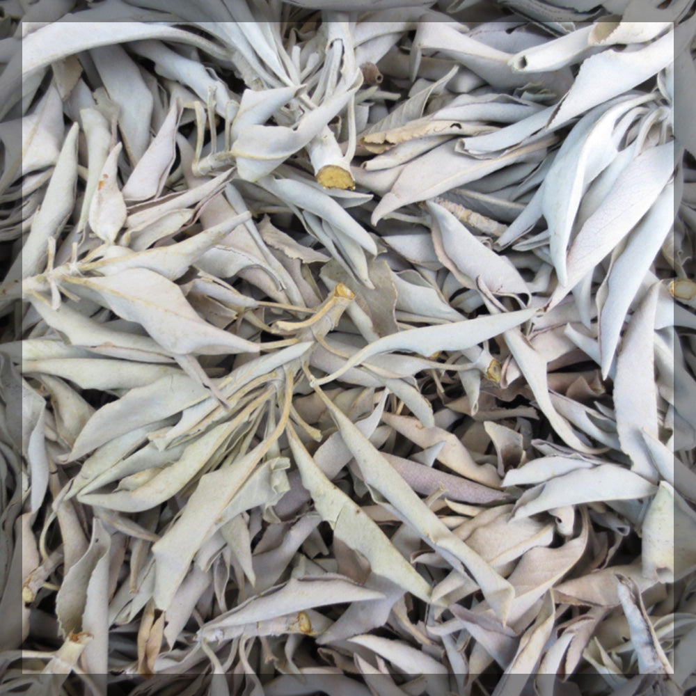 White Sage Leaf (1 oz.) – Avalon